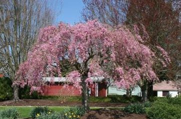 Hawksridge Farms -- Plant Information