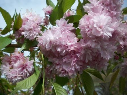 Hawksridge Farms -- Plant Information