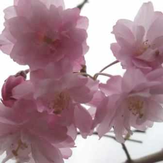 Hawksridge Farms -- Plant Information