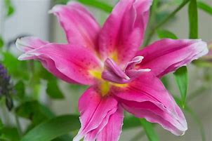 Hawksridge Farms -- Plant Information