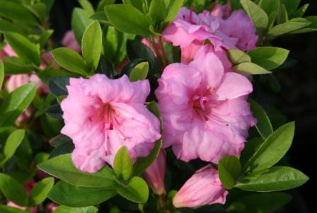 Hawksridge Farms -- Plant Information