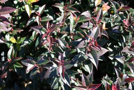 Hawksridge Farms -- Plant Information