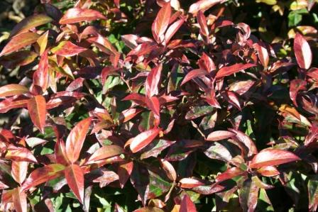 Hawksridge Farms -- Plant Information